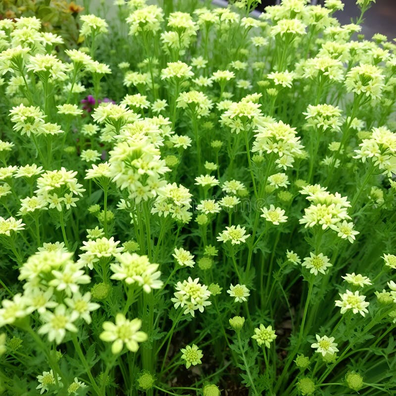 Many Corriander As a Background Stock Photo - Image of healthy, brown ...