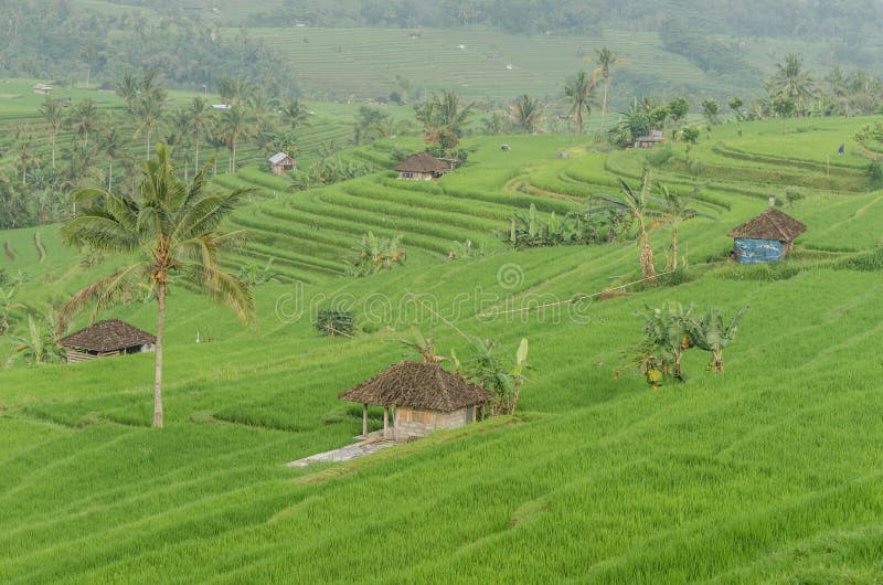 Many Cottage in Rice Fields Stock Photo - Image of landscape ...