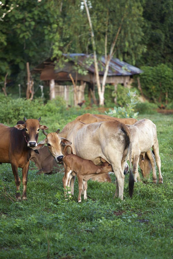 Many cow stock photo. Image of beautiful, farming, baby - 39720752