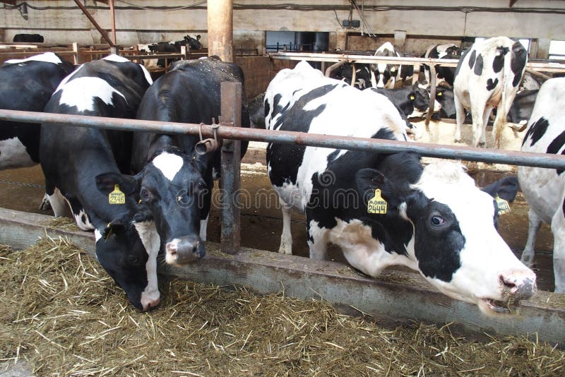Many Cows on the Farm Eat Hay Stock Image - Image of large, cows: 146710833