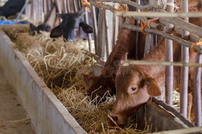 Many cows are on the farm stock photo. Image of farmcows - 172350848