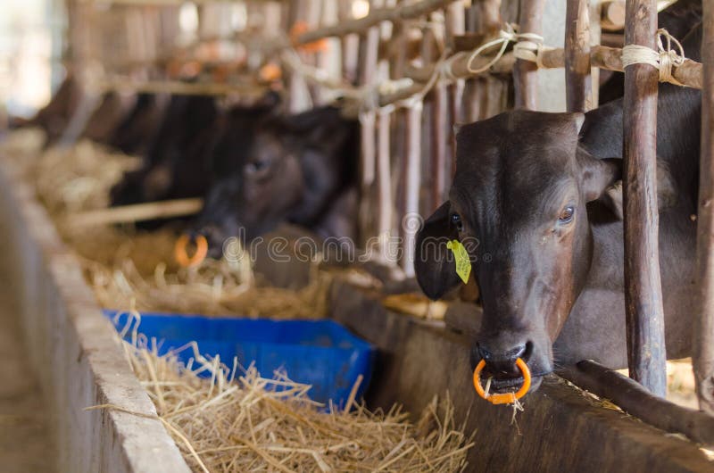 Cows are Eating Food on the Farm, Stock Image - Image of domestic, baby ...