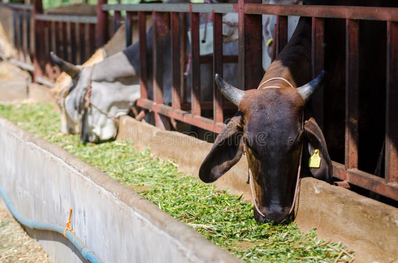 Many cows are on the farm stock image. Image of child - 172350907