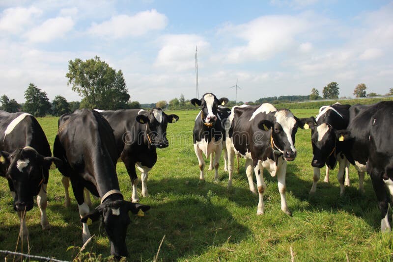 Many cows on a grassfield stock image. Image of grassland - 44493089