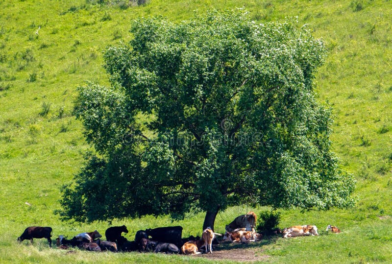 Many Cows Sitting in the Shade of a Tree Stock Image - Image of ...