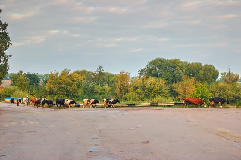 Many cows walk in rows. stock image. Image of cattle - 101548061