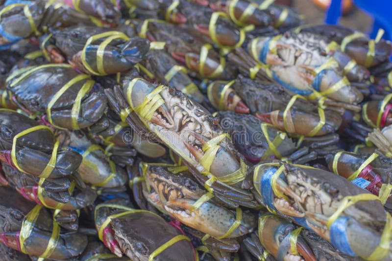 Many crab stock photo. Image of crayfish, thailand, fresh - 71404972