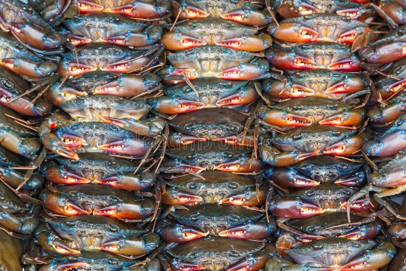 Many crabs stacked in rows stock photo. Image of meat - 29198688