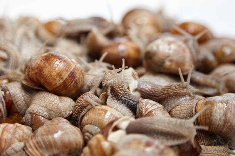 Large Shells on the Dock in Front of the Beach Stock Photo - Image of ...
