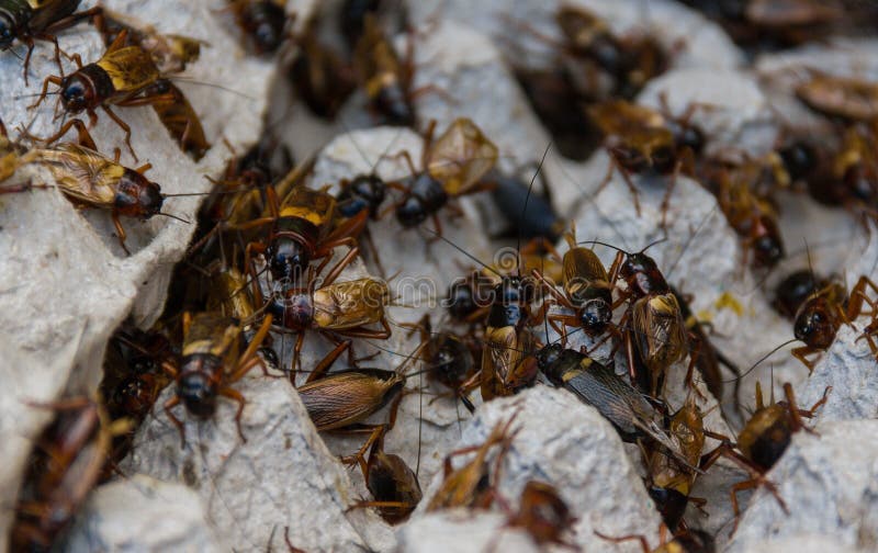 Many cricket stock image. Image of cricket, pack, sale - 119574003