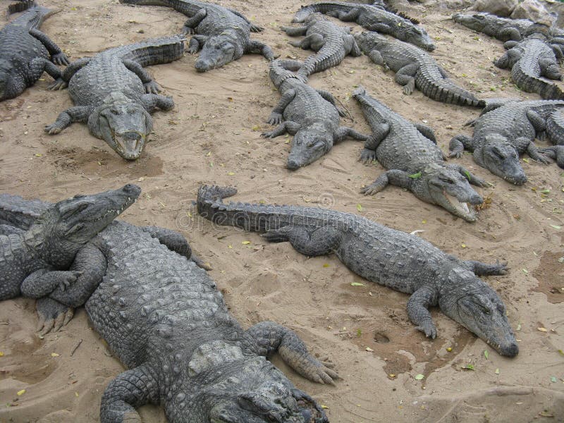 Many Crocodiles Basking Together in the Sun on a Sandy Beach Stock ...