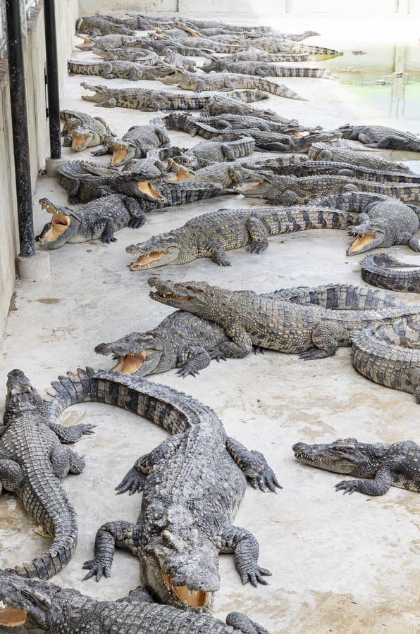 Many crocodiles in the zoo stock photo. Image of animal - 265583552