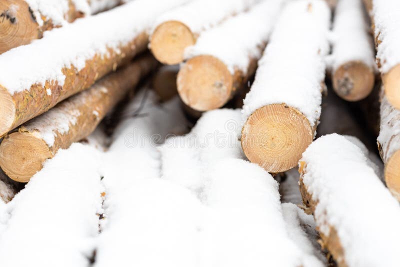 Many Cut Down Pine Trees in the Winter Forest. Pine Logs Under Snow ...