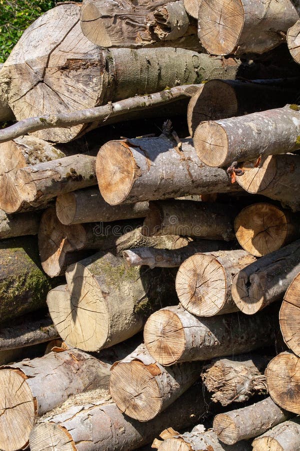 Many Cut Tree Trunks Stacked on Top of Each Other Stock Photo - Image ...