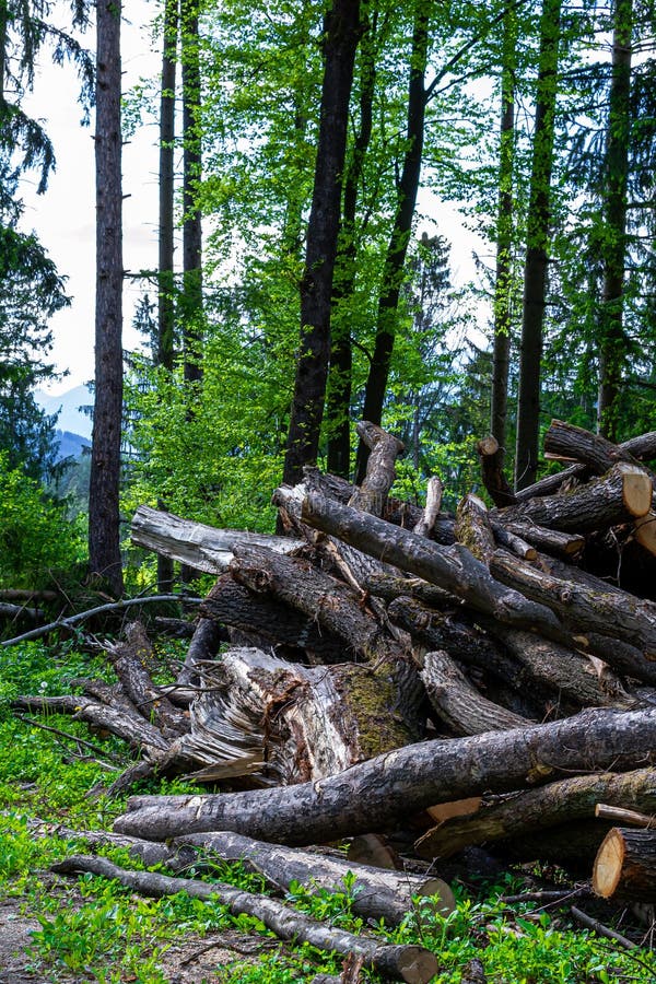 Many Cut Tree Trunks Stacked on Top of Each Other Stock Image - Image ...