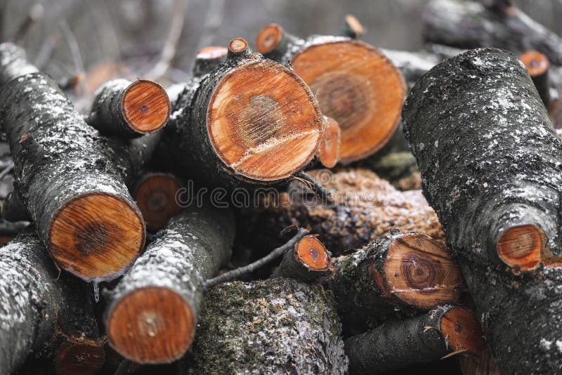 Many Cut Trees in the Forest for Firewood Stock Image - Image of rough ...