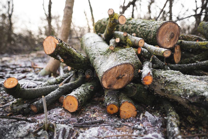 Many Cut Trees in the Forest for Firewood Stock Image - Image of ...