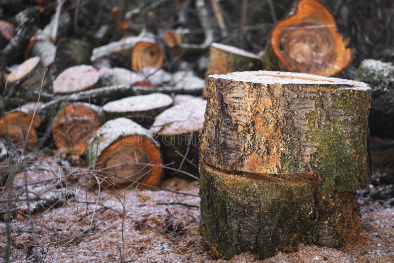 Many Cut Trees in the Forest for Firewood Stock Image - Image of ...