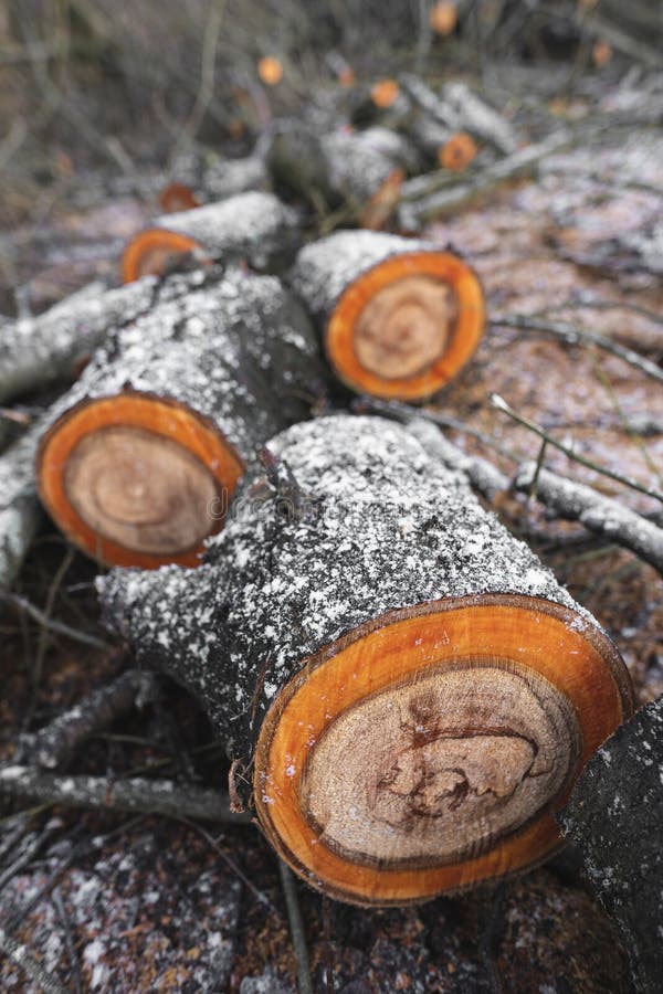 Many Cut Trees in the Forest for Firewood Stock Image - Image of ...