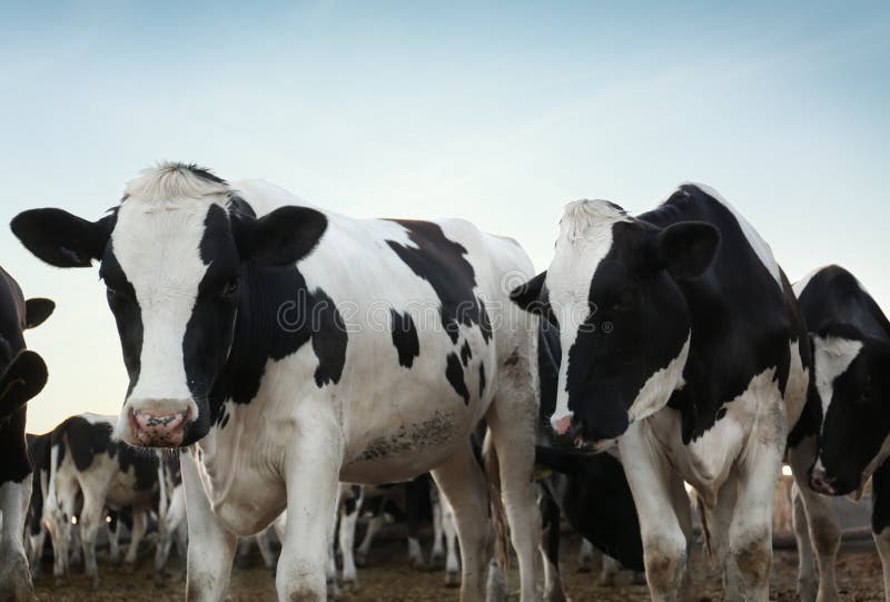 Many Cute Cows on Farm. Animal Husbandry Stock Photo - Image of dairy ...