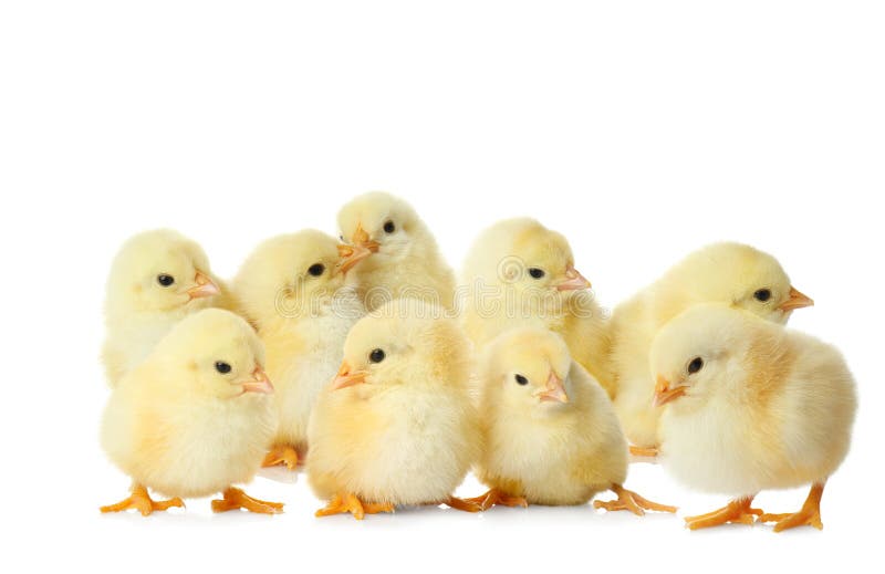 Many Cute Fluffy Chickens on White Background Stock Image - Image of ...