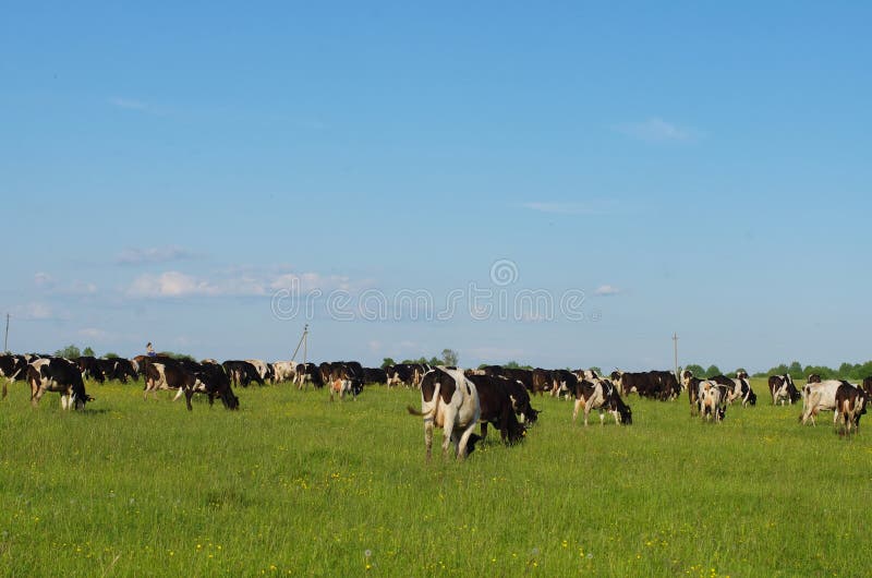 Many Dairy Cows Graze on a Green Field Under a Blue Sky Stock Image ...