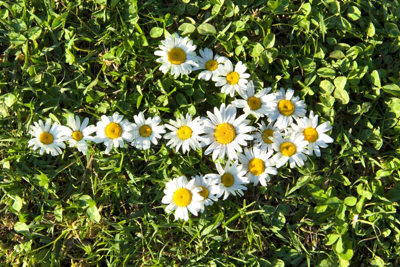 Many Daisy Laid Out in the Shape of an Arrow Indicating the Direction ...