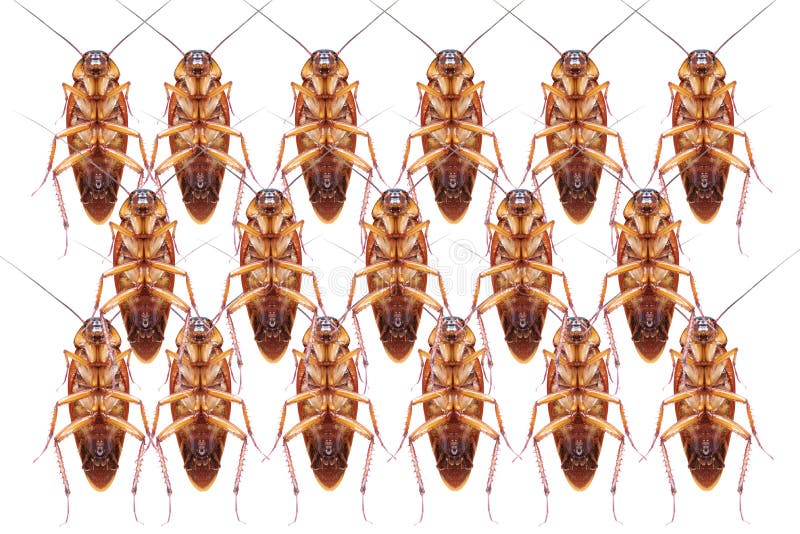 Many cockroach die stock photo. Image of animal, brown - 117705258