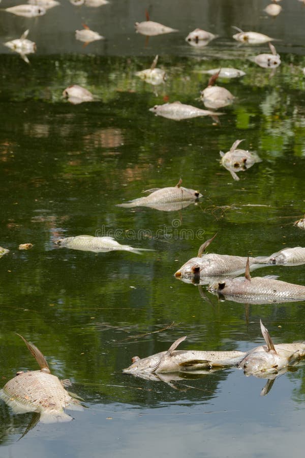 Many Dead Fish Floated in the River,water Pollution Stock Photo - Image ...