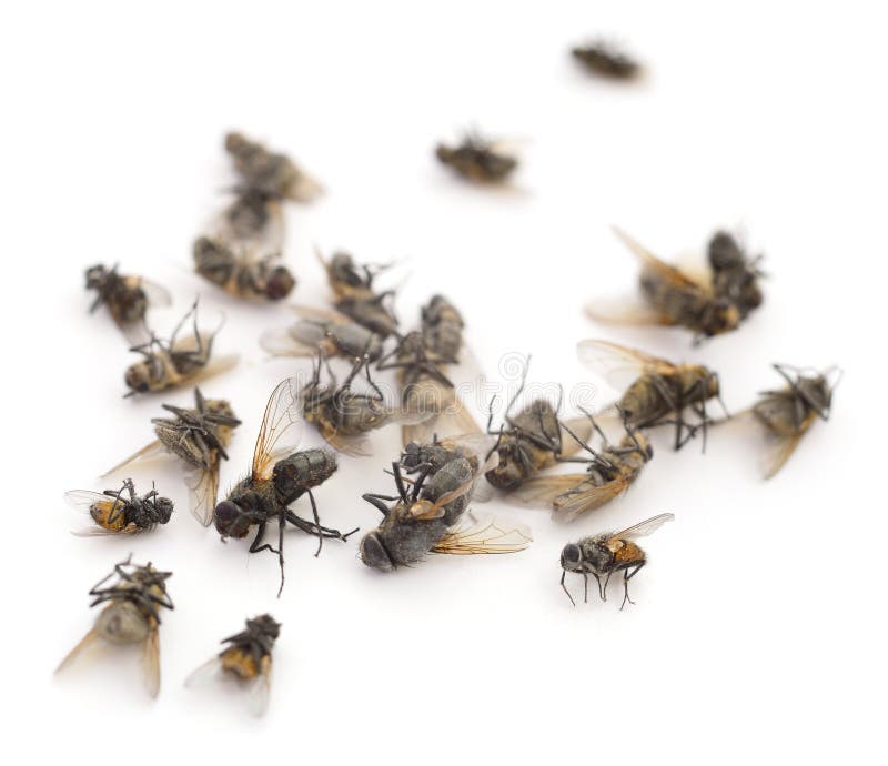 Many dead flies isolated stock photo. Image of animal - 210482210