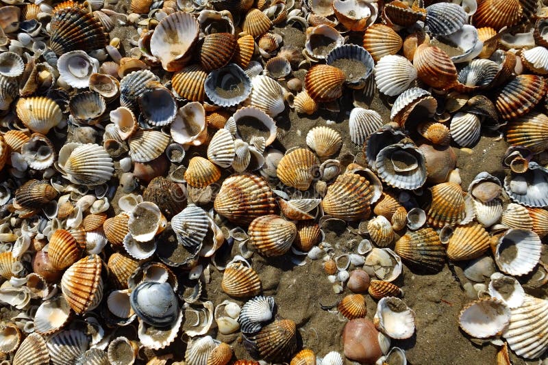 Many Dead Marine Mollusk Shells on the Beach Sand Stock Image - Image ...