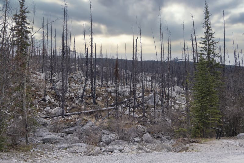 Dead Trees Destroyed by Forest Fire, Canada Stock Photo - Image of ...
