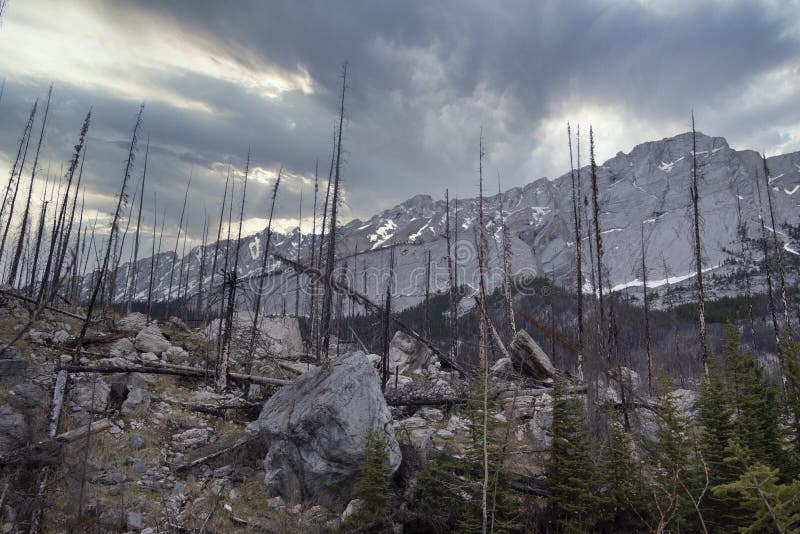 Dead Trees Destroyed by Forest Fire, Canada Stock Photo - Image of ...