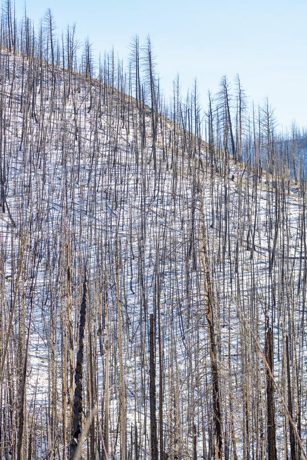 Many Dead Trees Left Over from a Forest Fire Stock Photo - Image of ...