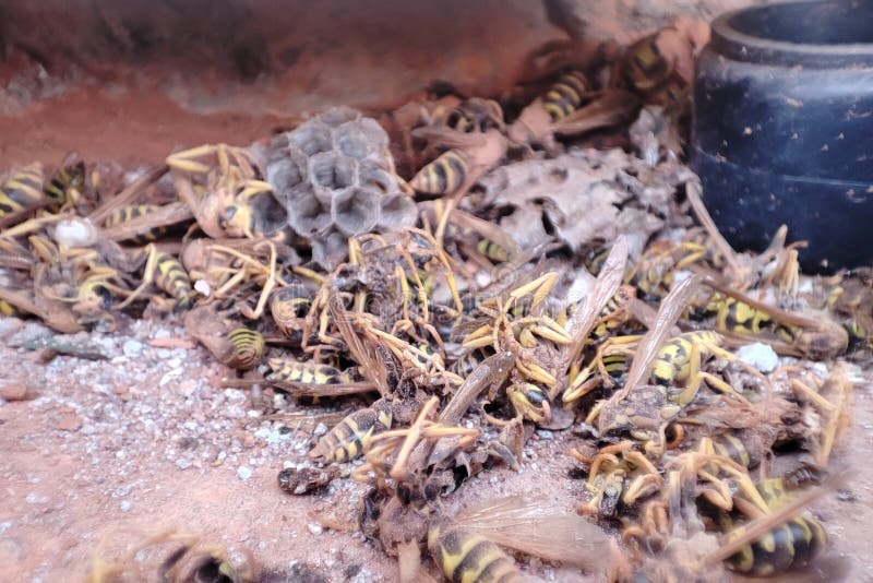 Many Dead Wasp. Killed Animal in Nature. Dead Insect. Pesticide ...