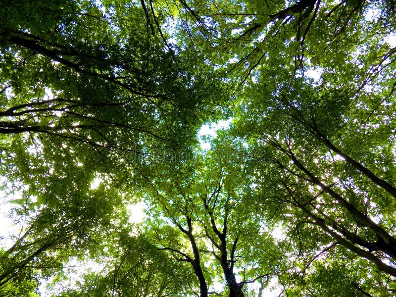 Many Deciduous Trees in Deciduous Forest Stock Photo - Image of rural ...