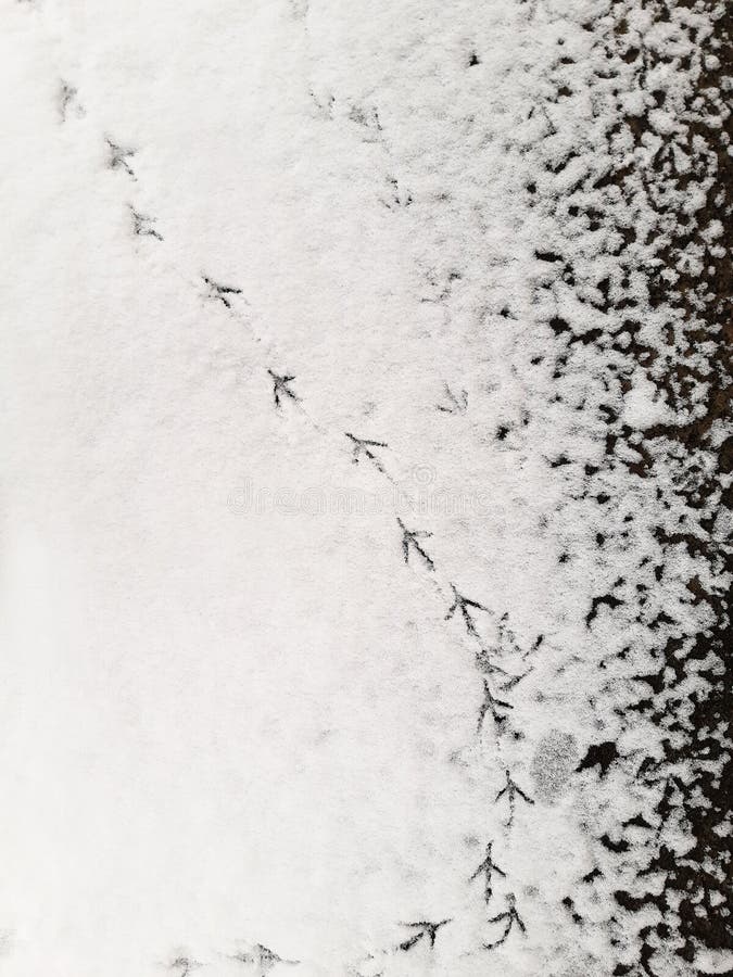 Many Bird Tracks on White Snow for the Whole Frame Stock Image - Image ...