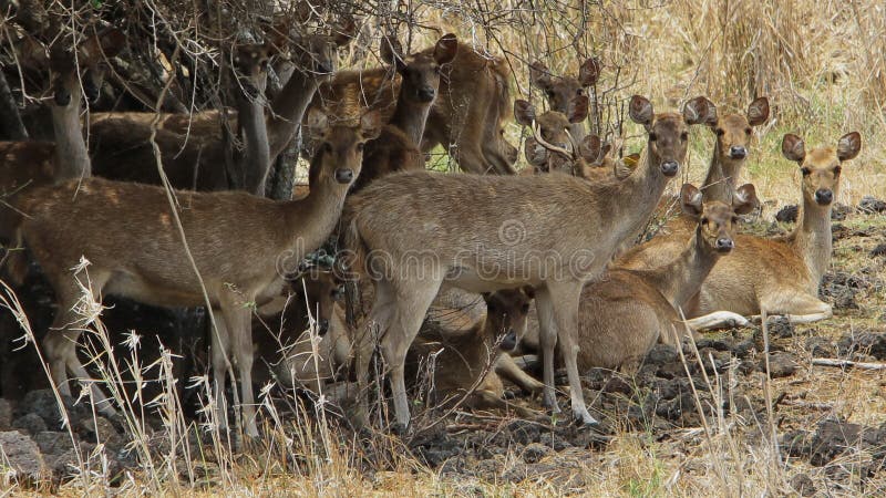 Many deer in a field stock image. Image of meadow, antler - 7305887