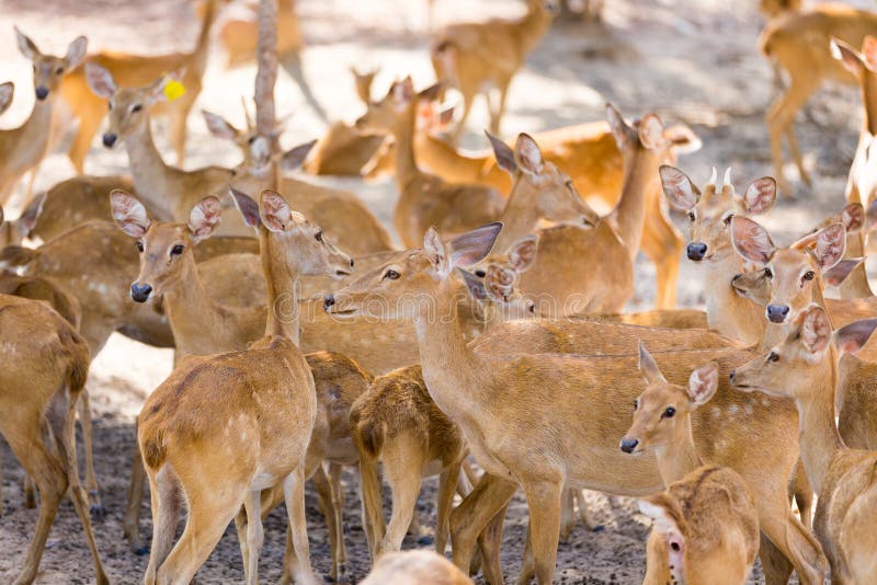 Many Deer on the farm stock photo. Image of grass, mammal - 224787330