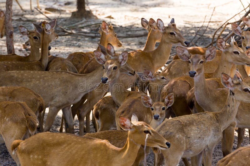 Many Deer on the farm stock photo. Image of domesticated - 224787336