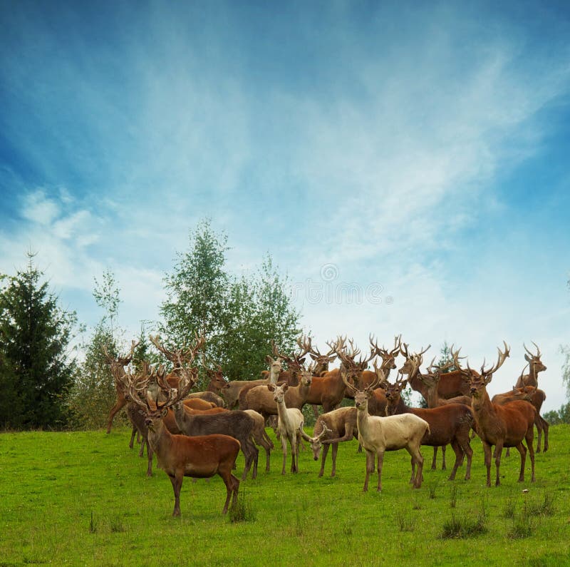 Brown deer eye stock photo. Image of eyelid, looking - 28681902