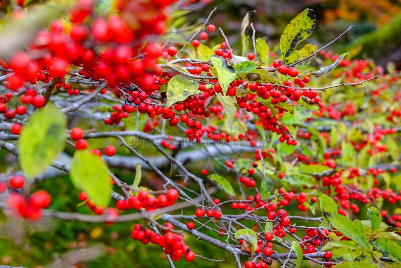Many Red Fruits on the Branches. Editorial Image - Image of delicious ...