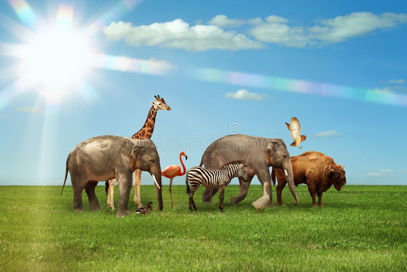 Many Different Animals on Green Grass Under Blue Sky Stock Image ...