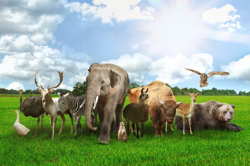 Many Different Animals on Green Grass Under Blue Sky Stock Image ...