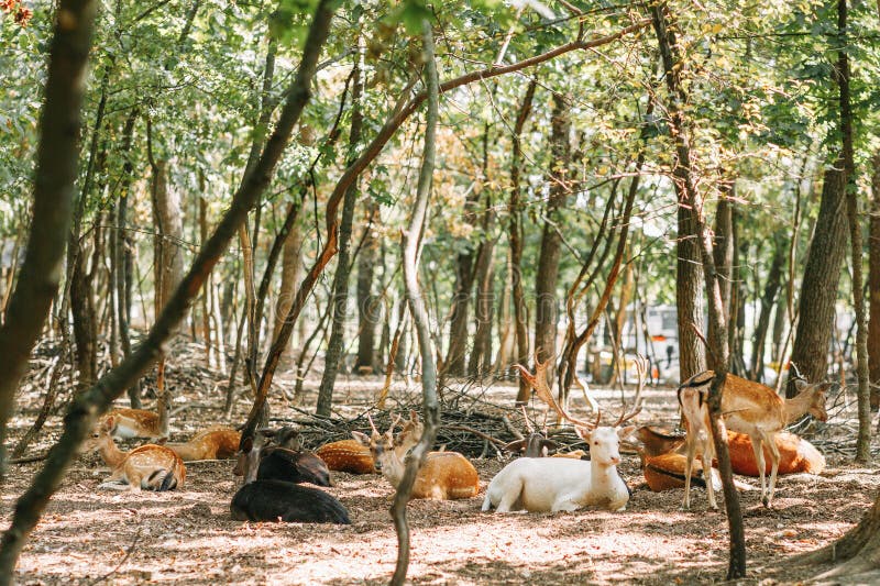 Many Different Animals on Green Grass Under Blue Sky Stock Photo ...