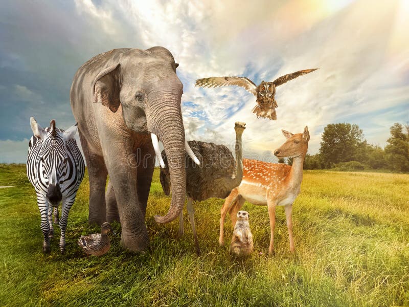 Many Different Animals on Green Grass Under Cloudy Sky Stock Image ...