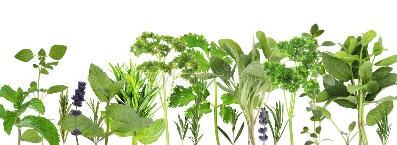 Many Different Aromatic Herbs on White Background, Top View. Banner ...