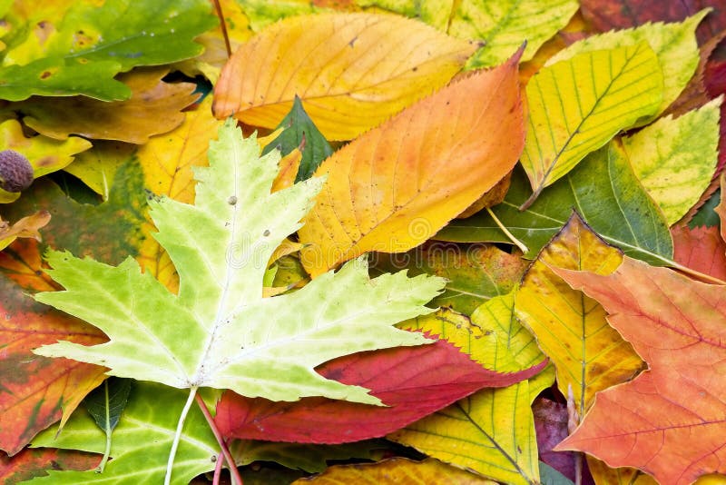 Many Different Autumn Leaves Stock Image - Image of park, bottom: 11357243