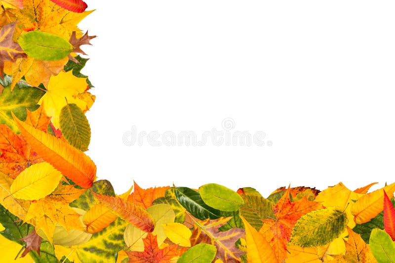 Many Different Autumn Leaves Stock Photo - Image of tree, heat: 101381804