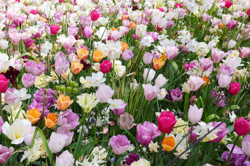 Many Different Beautiful Flowers in Park. Spring Season Stock Photo ...